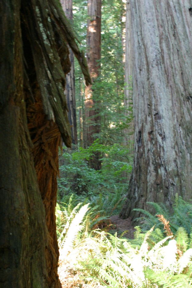 Forest-sized brains | Realize Engineering